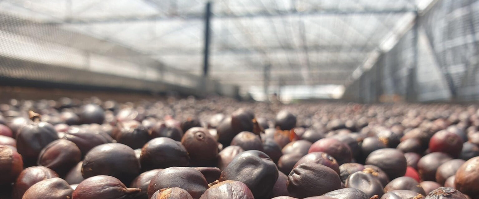 YAYO COFFEE – 株式会社サンクウィル | 正規取扱店